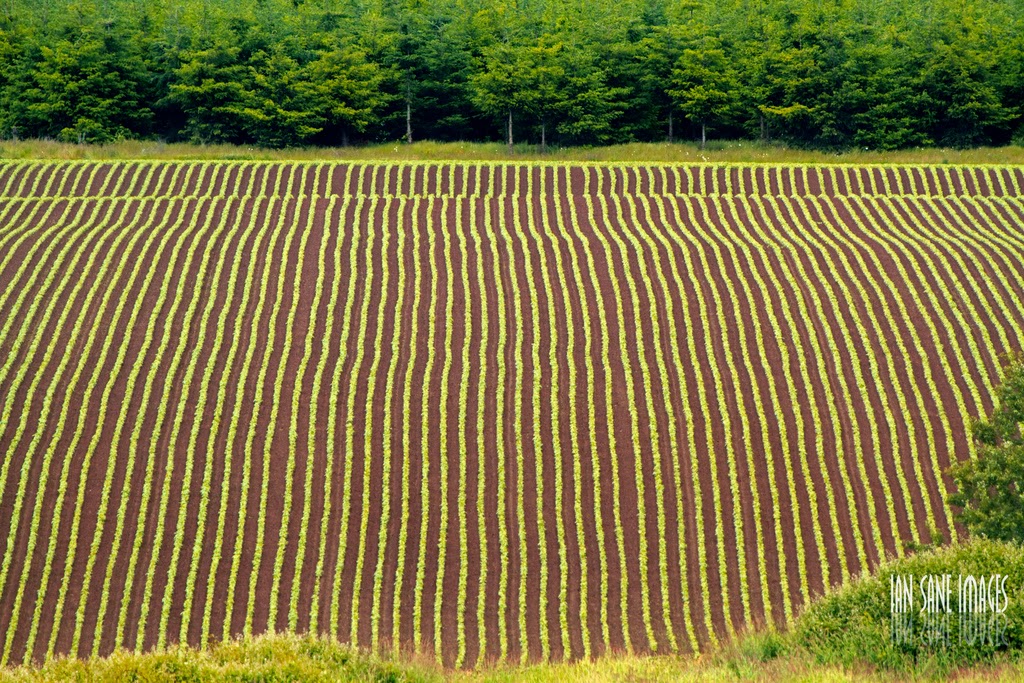 School Of Digital Photography: Using Patterns in Photography Composition