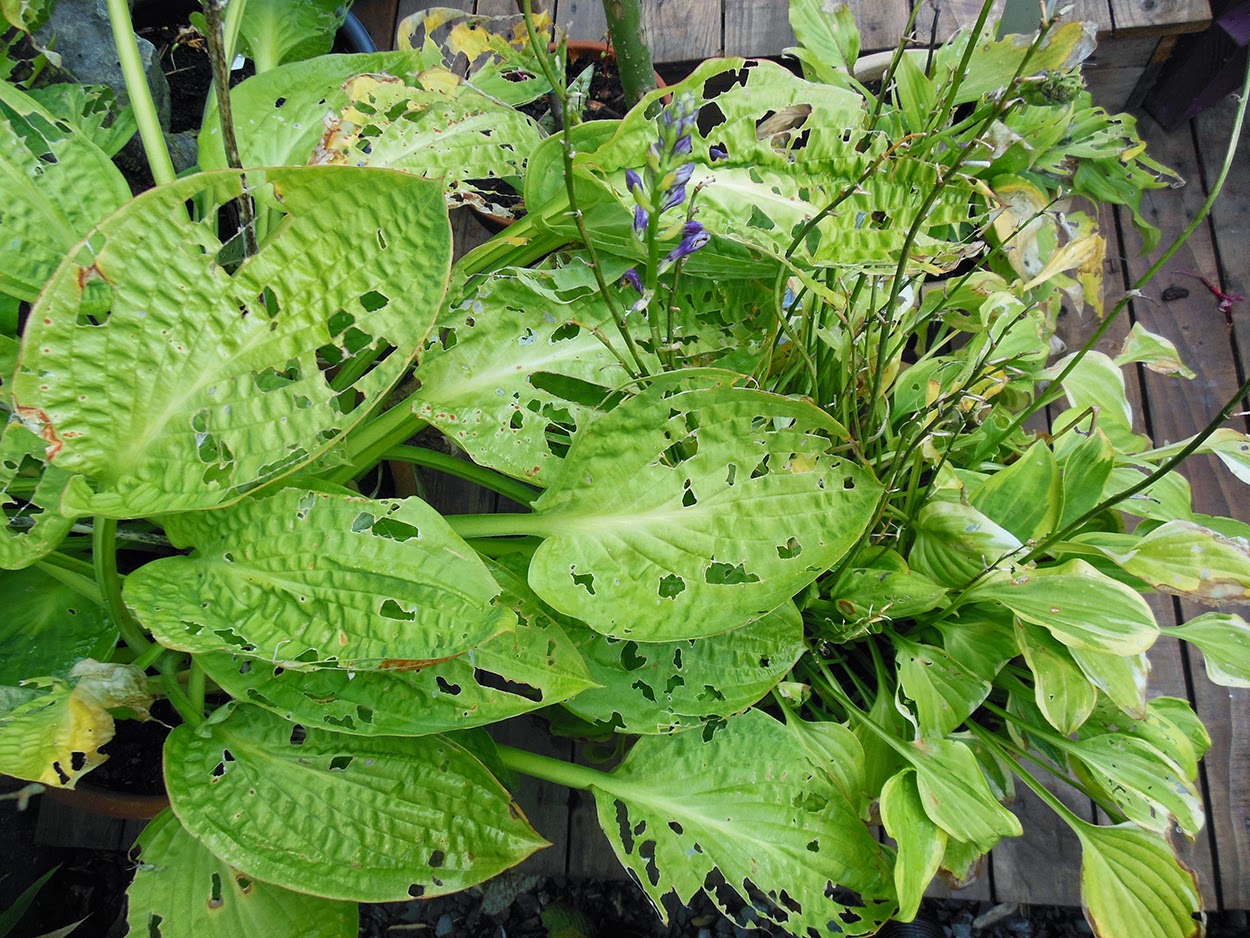 The Tenacious Gardener!: Slug free Hosta