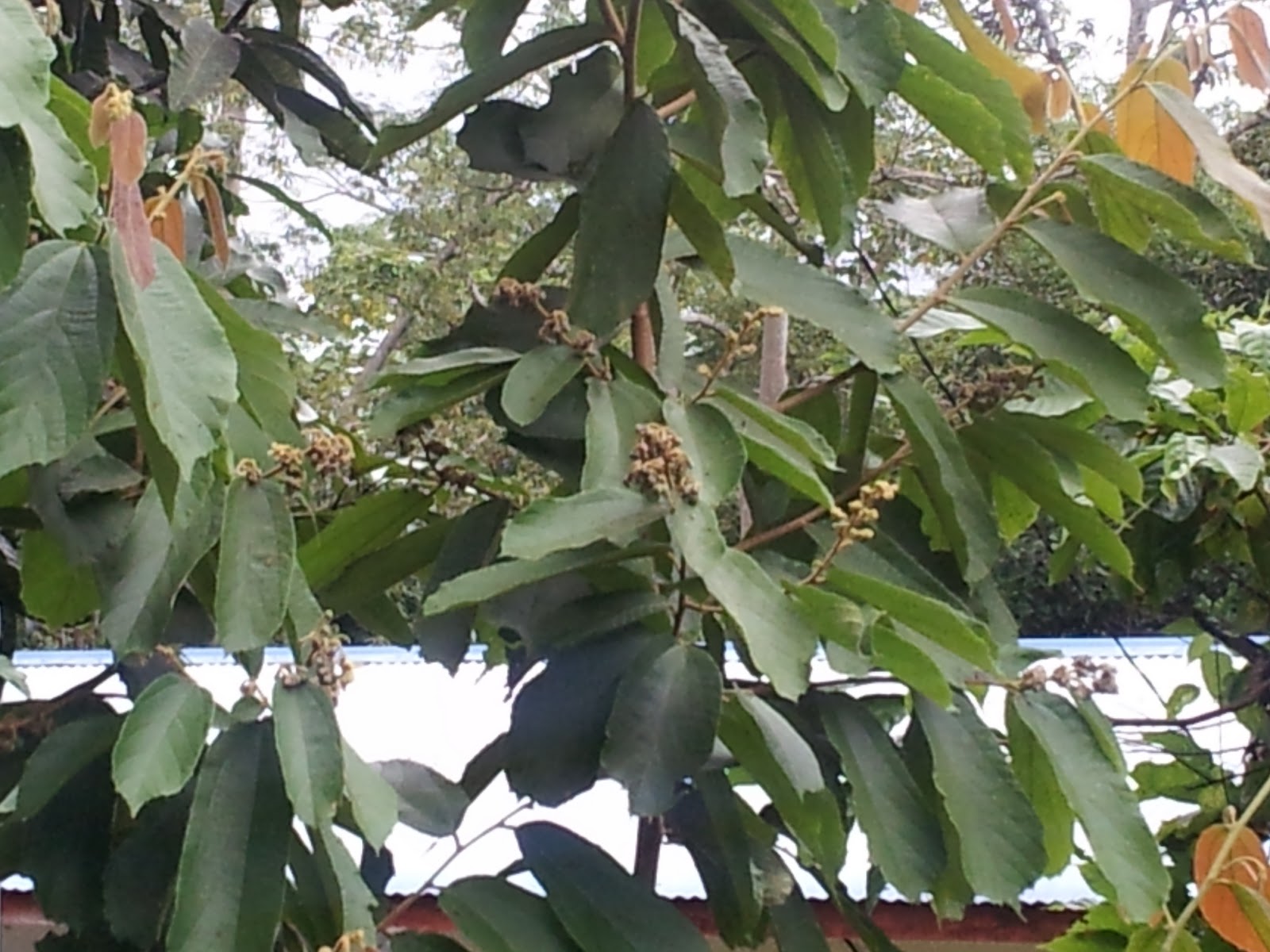 BINTU ABI BAKR: RAHSIA CIPTAAN ALLAH