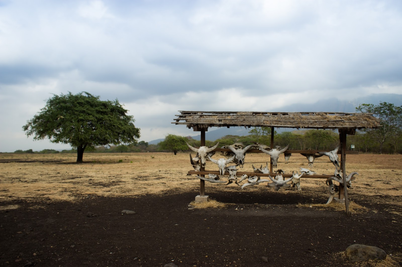 Kumpulan Foto & Catatan: Taman Nasional Baluran : Africa Van Java