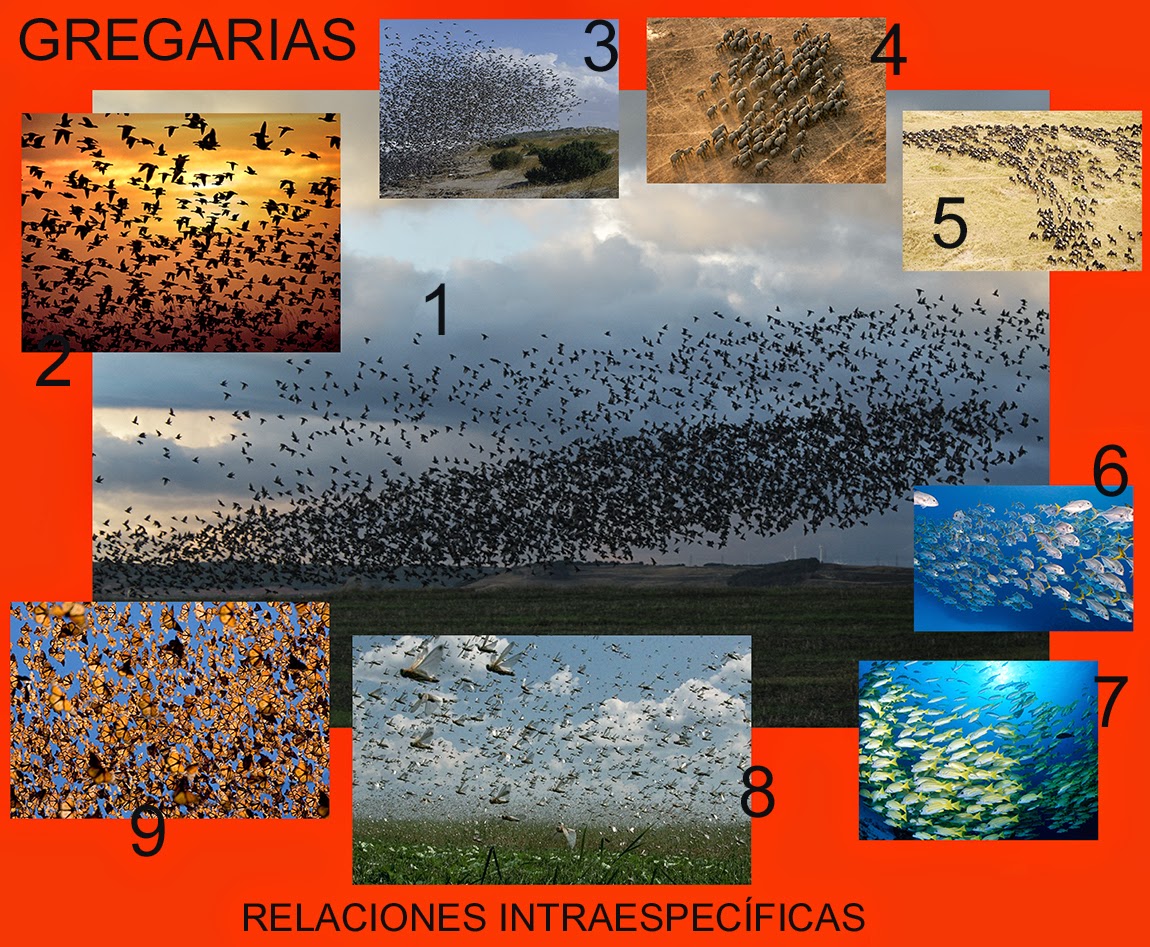 CURIOSIDADES CIENTÍFICAS : POBLACIÓN GREGARIA