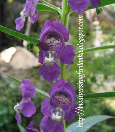 Biodiversity of Sri Lanka: සිංහ මුඛ[Sinha-Muka]/Willowleaf angelonia ...