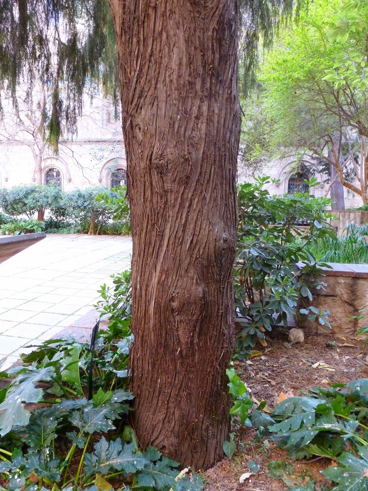 Árboles con alma: Ciprés fúnebre. Ciprés llorón chino. (Cupressus funebris)