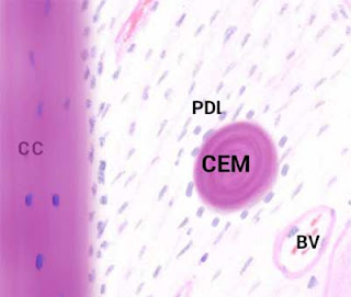 Oral Pathology India: ORAL HISTOLOGY- PERIODONTAL LIGAMENT