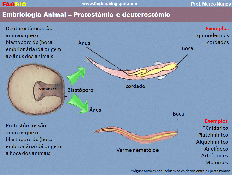 FAQBIO - Apoio ao Estudo de Biologia: Ficha Resumo Faqbio #61 ...