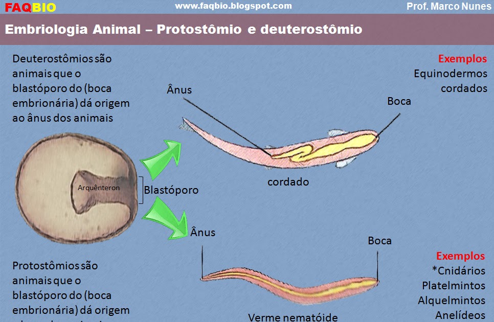 FAQBIO - Apoio ao Estudo de Biologia: Ficha Resumo Faqbio #61 ...