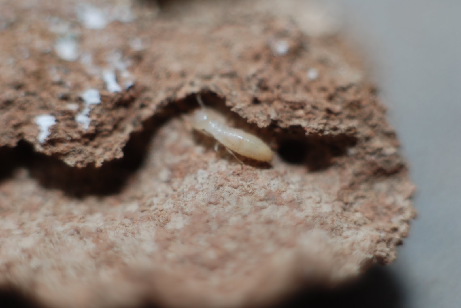 Arizona's Termite Expert: About Arizona Termites