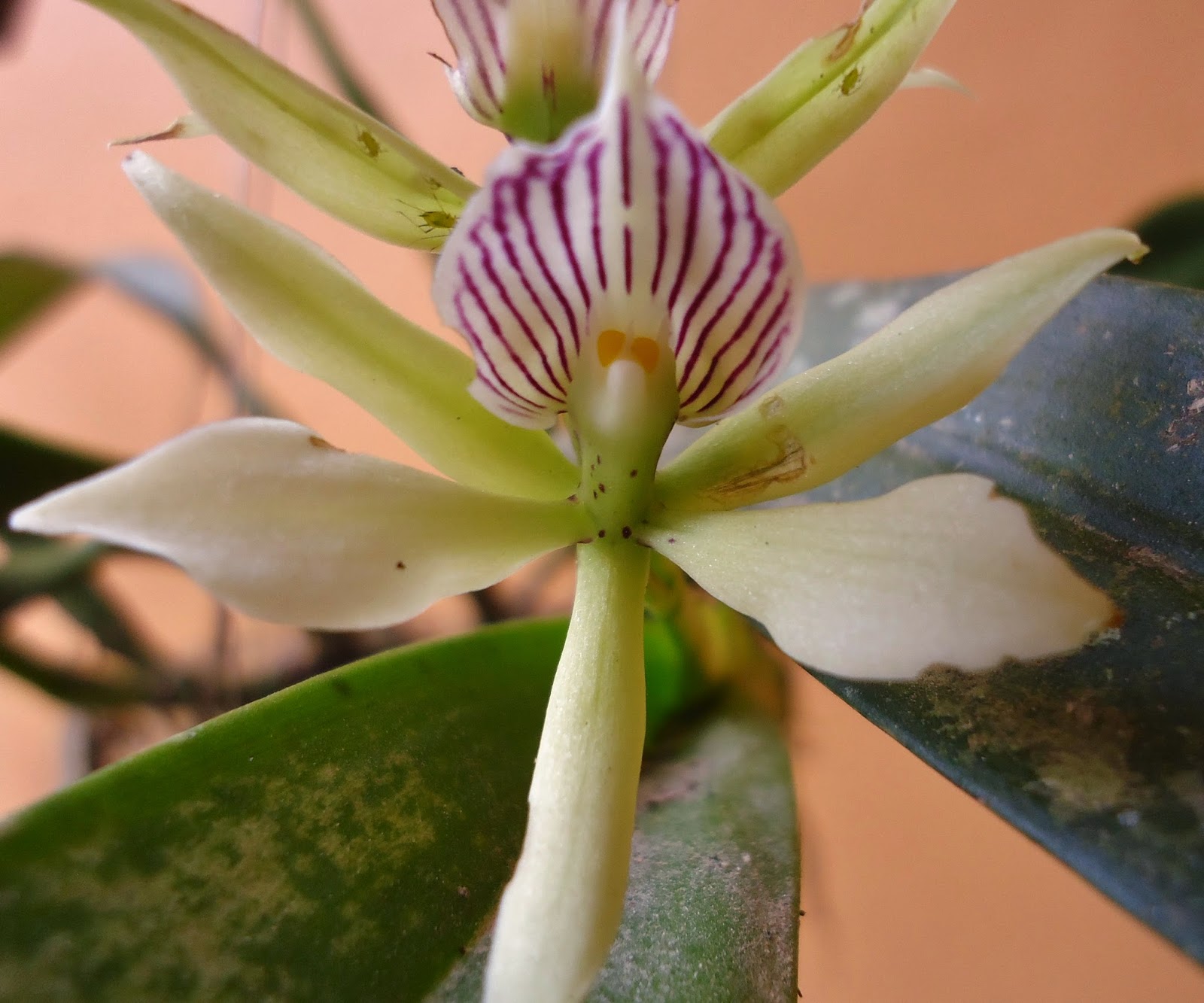 Nedi Nelson Imagens D'Alma: PROSTHECHEA FRAGRANS