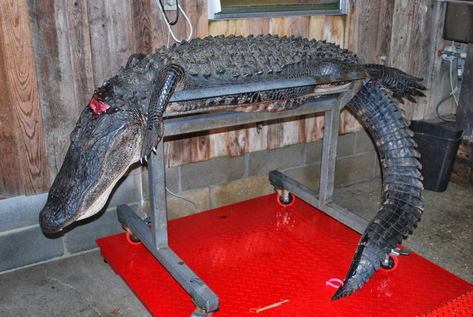 Cordray's: Bryan Logan brought in this big bull gator weighting 217 lbs.