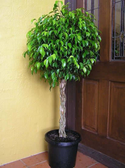 How To Grow Ficus Plants - Figures