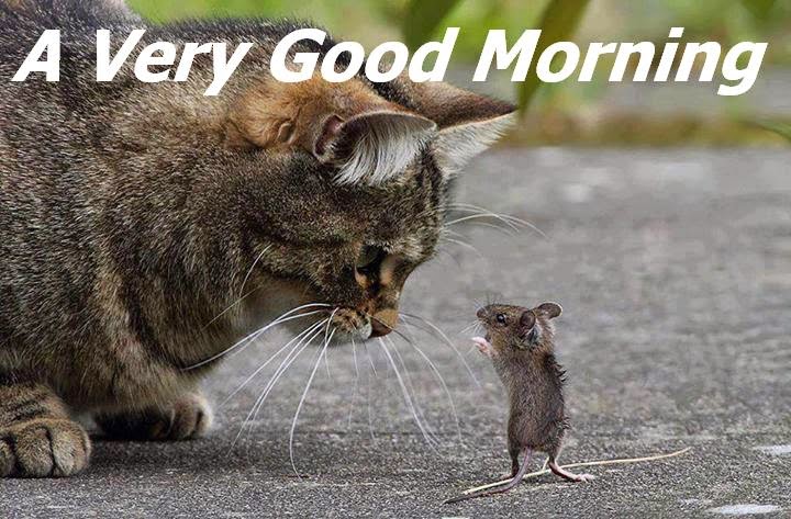 Latest Good Morning images For Whatsapp