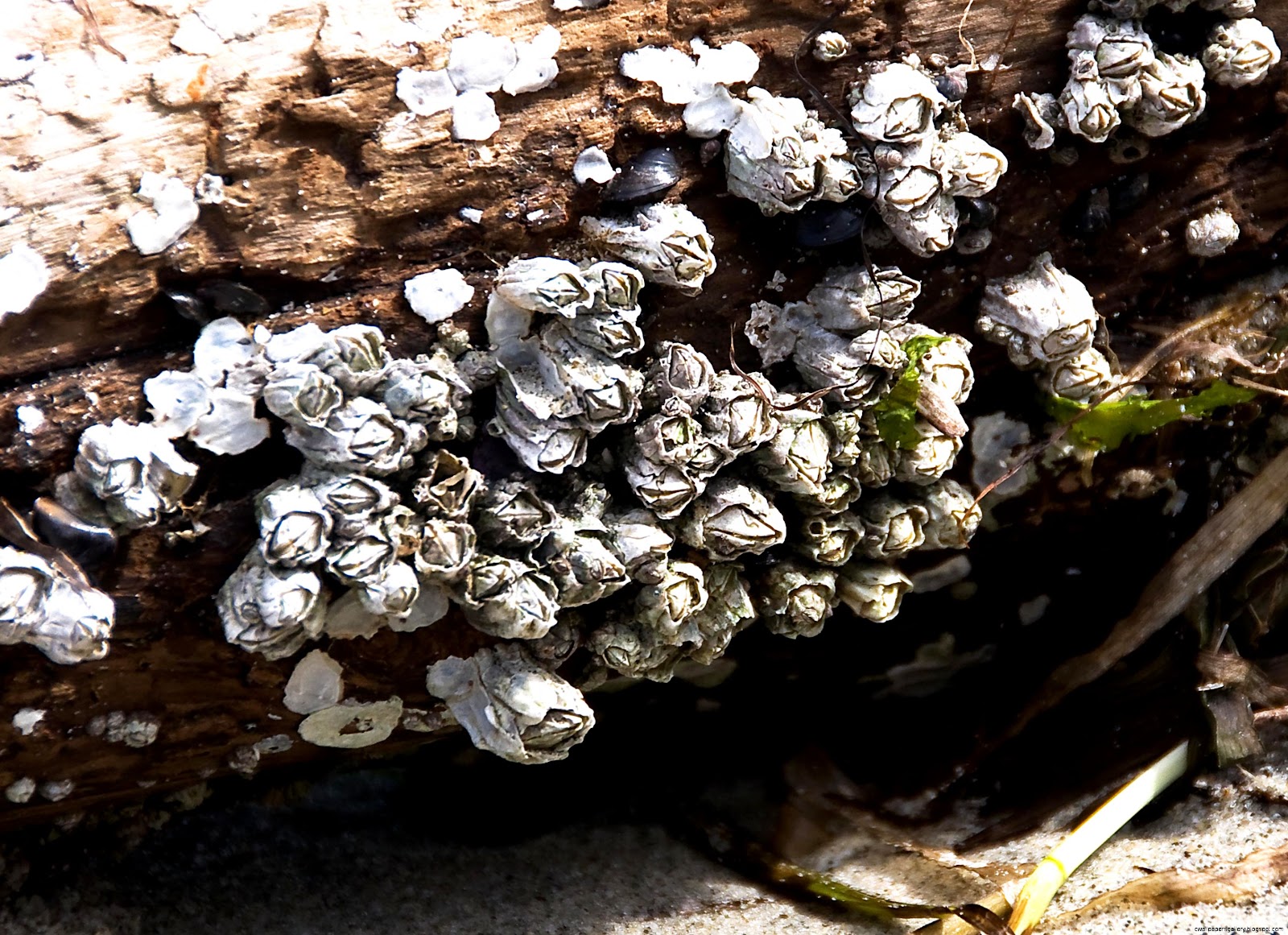 Barnacles | Wallpapers Gallery