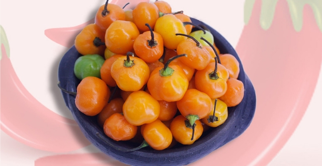 PIMENTA DE CHEIRO E SEUS BENEFÍCIOS - Confraria da Pimenta