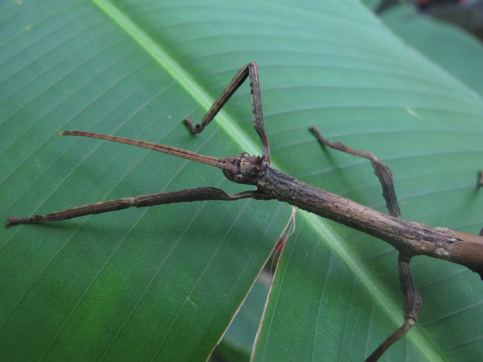 Terres des phasmes: Pterinoxylus crassus