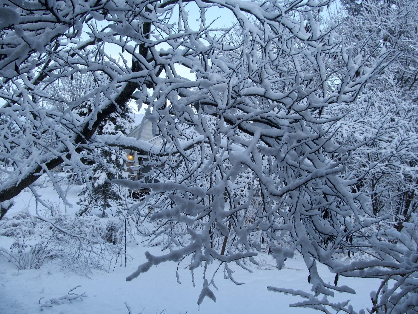 Exuberant Color : Wet heavy snow............