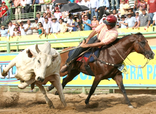 En el corazón de mi llano: El coleo..Faena llanera