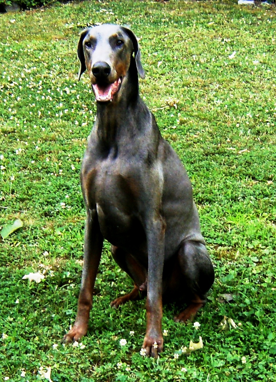 My Dog Leads Two Lives: Omar Blue - The Takeover and Shocka Din's Quest