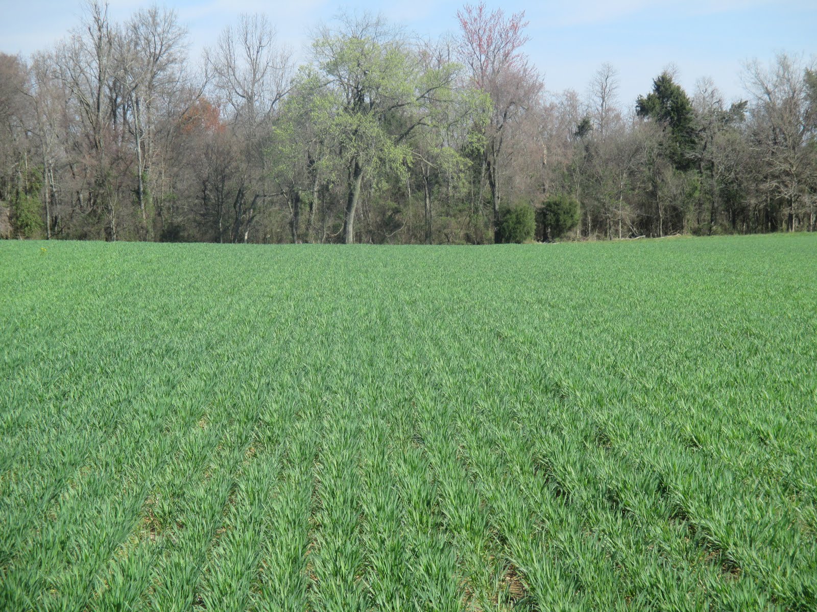 Grain Crops Update: Potential for Winter Wheat Freeze Injury