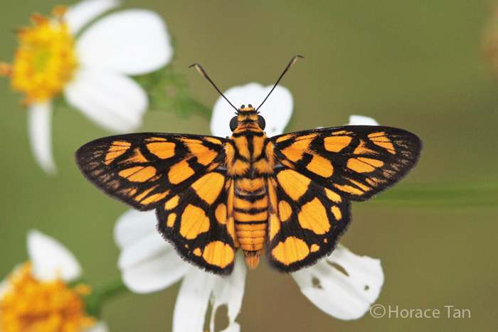 Butterflies of Singapore: Favourite Nectaring Plants #7