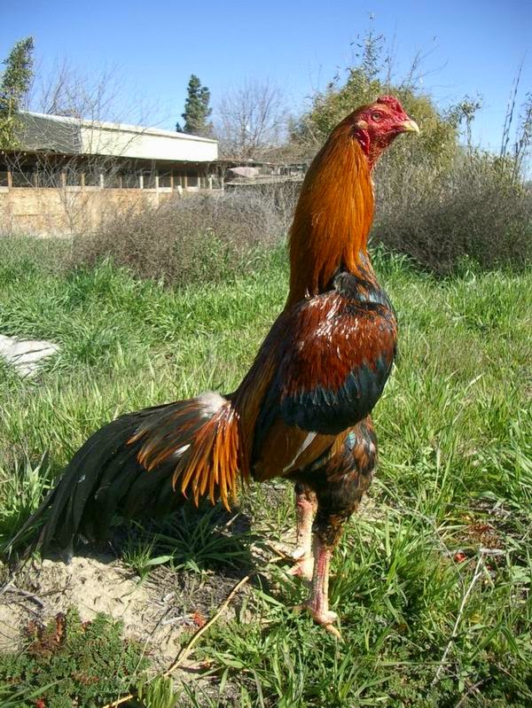 BAGAIMANA CARA IMPORT AYAM BANGKOK DARI THAILAND | Berbagai Macam Ayam