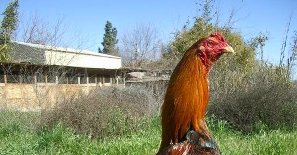 BAGAIMANA CARA IMPORT AYAM BANGKOK DARI THAILAND | Berbagai Macam Ayam