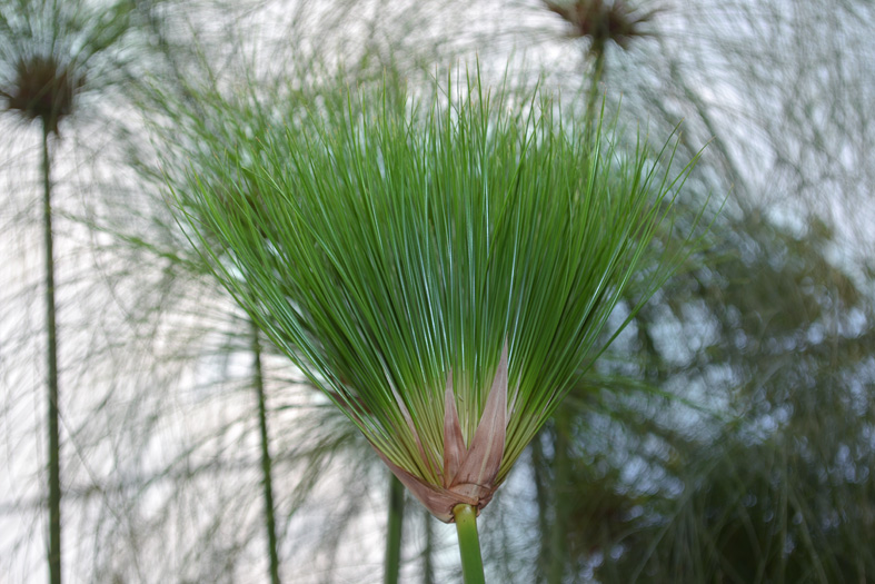 Tumbuhan Indonesia: Tumbuhan Indonesia