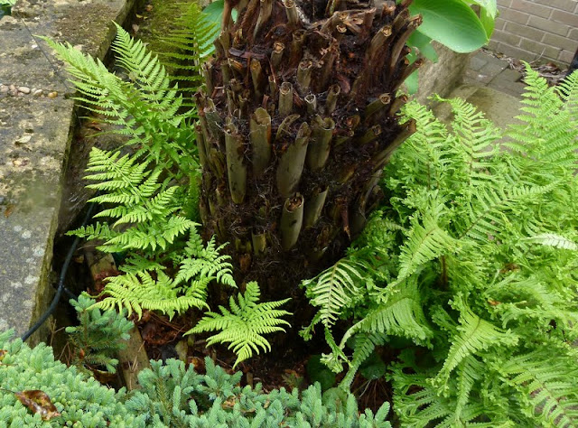 Our Plot at Green Lane Allotments: Dead tree fern?