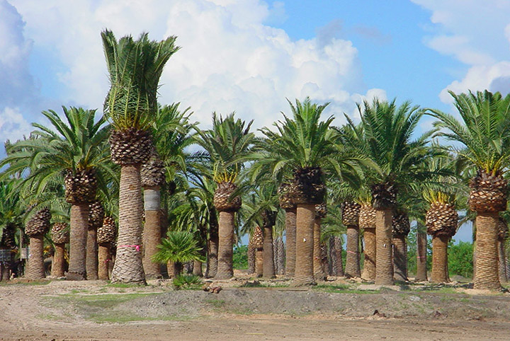 Hamparan Seni: Wal Kurma Tompok Tompok