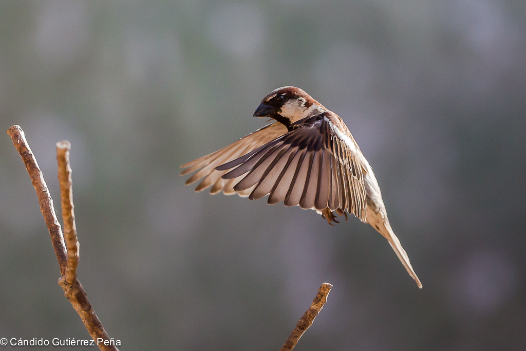 GORRION COMUN - Passer Domesticus | Observatorio de la Naturaleza
