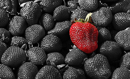 The Presurfer: Selective Color Photos