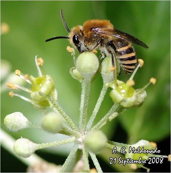 Biodiversidad Costa Granadina y ... (Fauna): Abeja de la hiedra ...