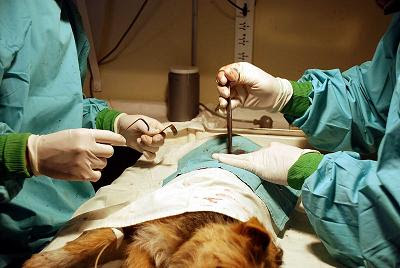 LA MASCOTA FELIZ: ¿Por qué castrar a los perros?