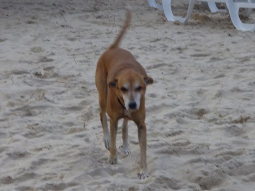 Strong at Art: The Life of a Pothound