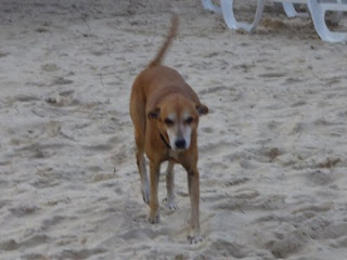 Strong at Art: The Life of a Pothound