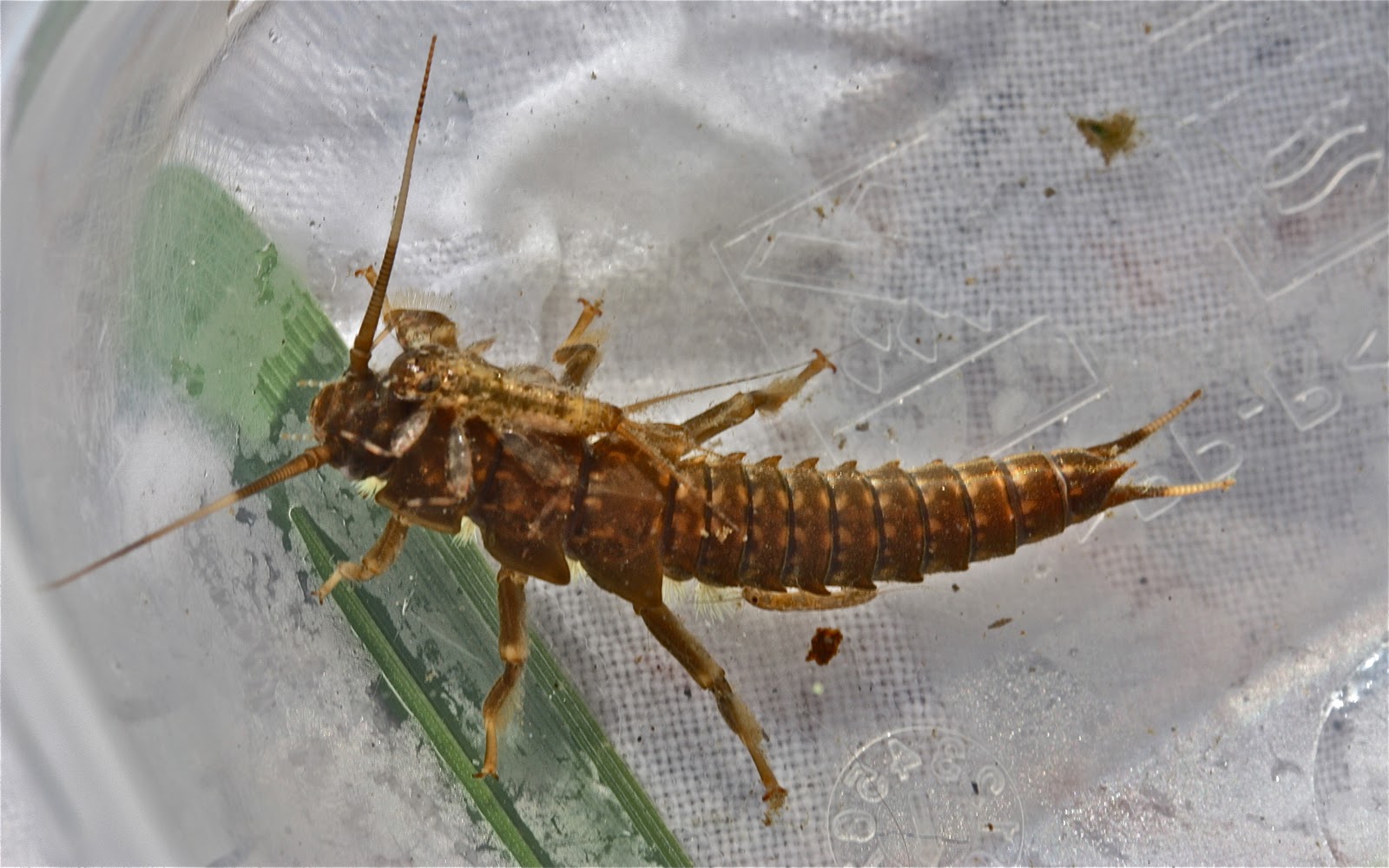Aquatic Insects of Central Virginia: Another Stonefly Family Returns ...