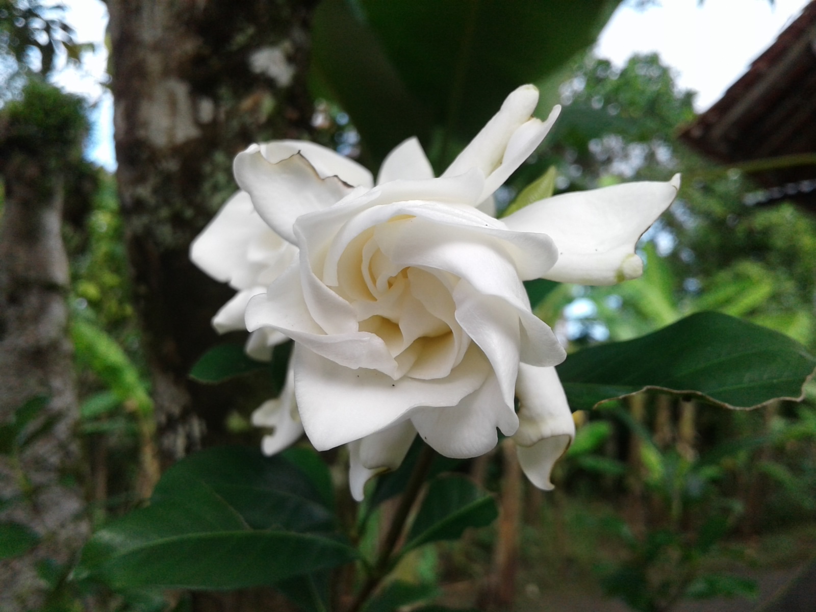 Gambar bunga ceplok piring asli - Manfaat-Lab