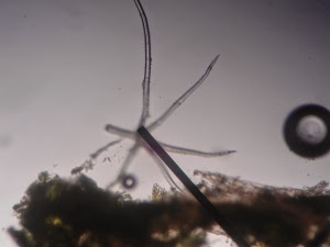 derivat epidermis-trikoma