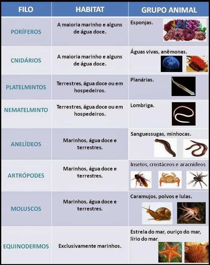 Blog da Bio - Profe Gabriela: 2º Ano - ZOOLOGIA - REINO ANIMAL - Reino ...