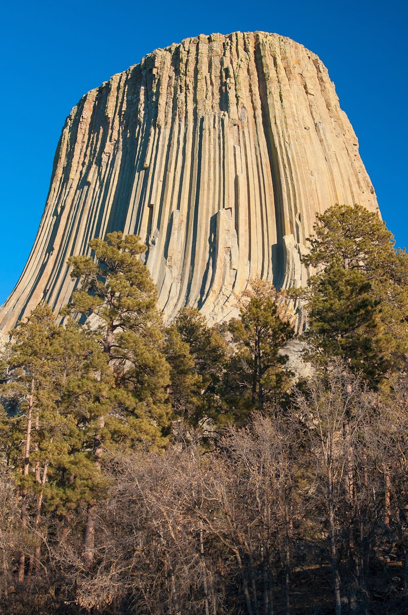 A Tree Falling: Devils Tower