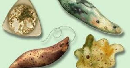 Ciri Dan Karakteristik Protista Serta Peranannya Dalam Kehidupan - ADM ...