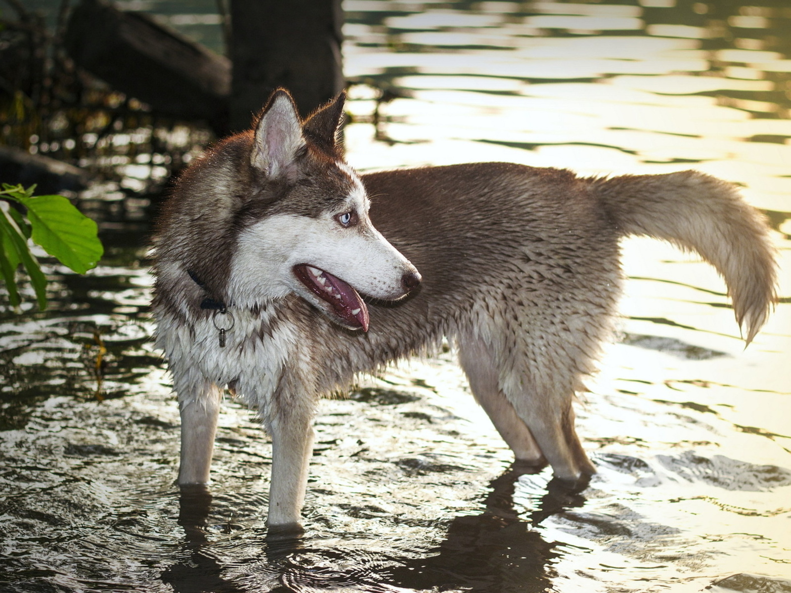 Fotografías de feroces lobos en campo natural
