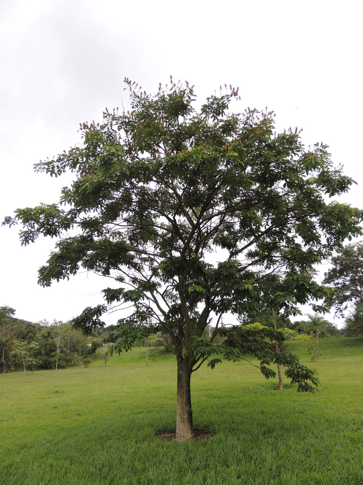 Fabaceae - Leguminosae: Fabaceae - Lonchocarpus cultratus (Vell.) A.M.G ...