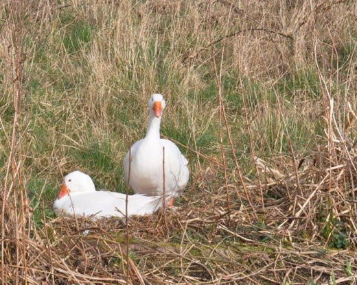 British Birds: How Geese Nest in the Wild: Domestic Geese Gone Wild