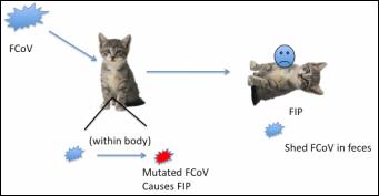Simptom FIP Kucing (Feline Infectious Peritonitis) Virus Maut Pada Kucing