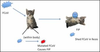 Simptom FIP Kucing (Feline Infectious Peritonitis) Virus Maut Pada Kucing
