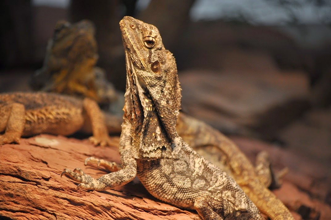 ZOOTOGRAFIANDO (6.096 ANIMALS): CLAMIDOSAURIO DE KING / FRILL-NECKED ...