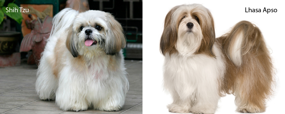 Veja qual a diferença entre Shih tzu x Lhasa apso