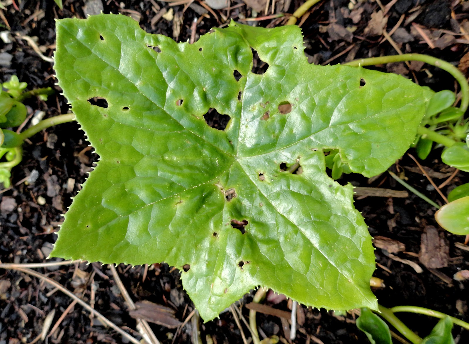 danger garden: Foliage Follow-up: Podophyllum and a few other things…