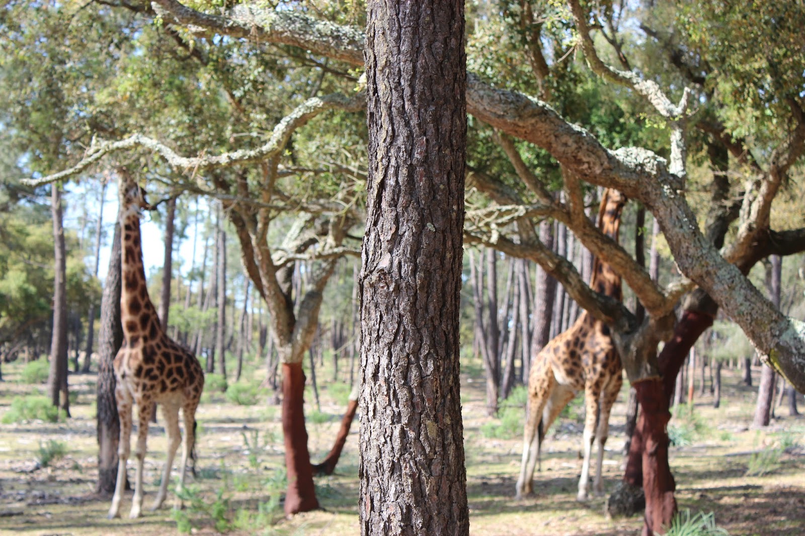 abc Travel: BADOCA SAFARI PARK