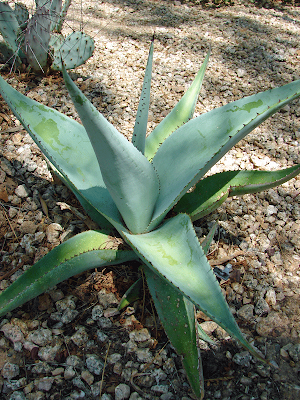 PlantWerkz: Creme Brulee Agave - Agave Guiengola